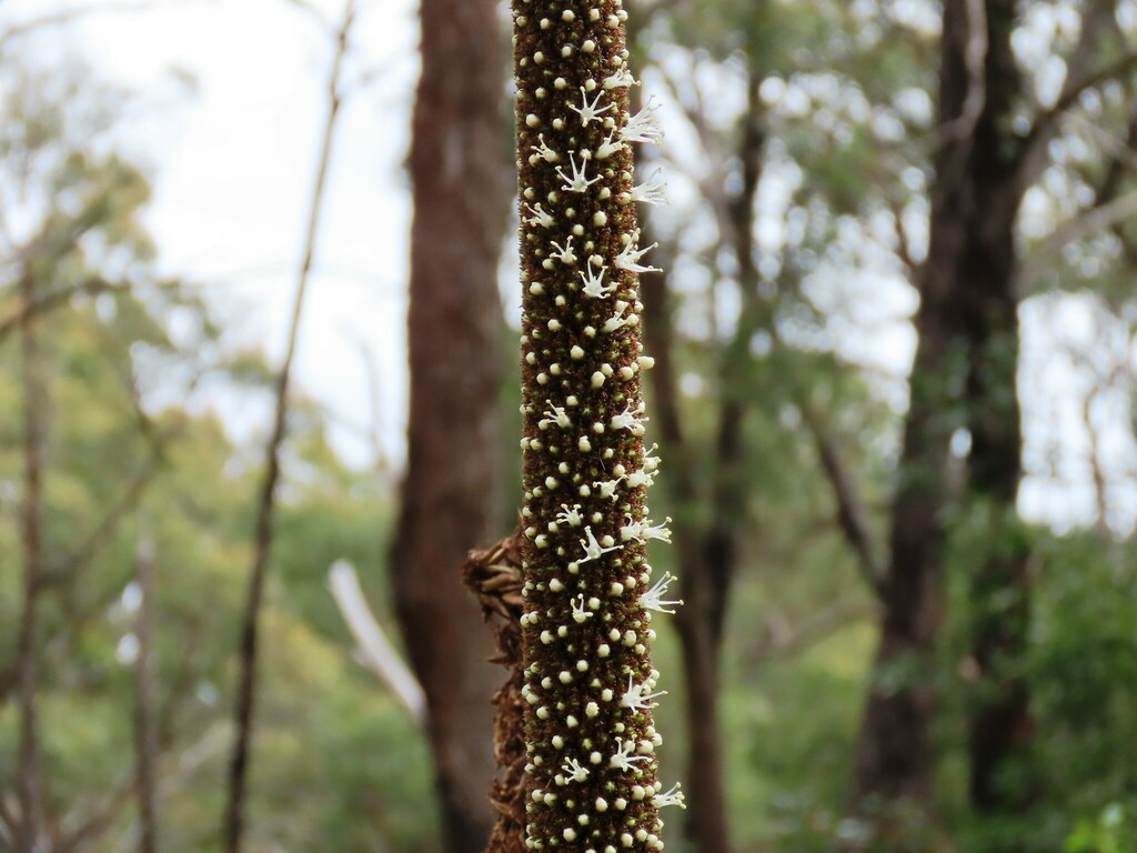 Small Grass-tree from Ballarat VIC, Australia on October 31, 2023 at 03 ...