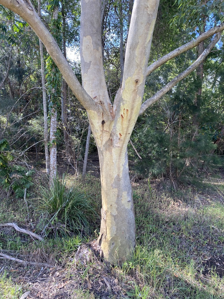 gum trees from Mudgeeraba, QLD, AU on October 29, 2020 at 03:12 PM by ...