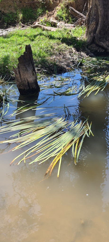 Water Ribbons from Little Billabong NSW 2644, Australia on November 1 ...