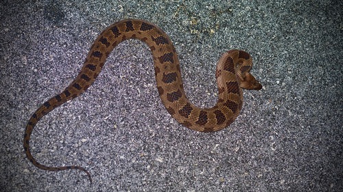 Brown Watersnake (Lee County SC Snakes) · iNaturalist