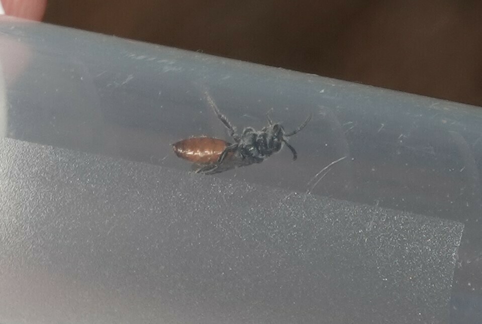 Cyclops Blood Bee from East Lake, FL, USA on October 31, 2023 at 12:12 ...