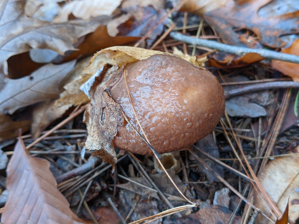 Purple-veiled Slippery Jack from Proud Lake Recreation Area on October ...