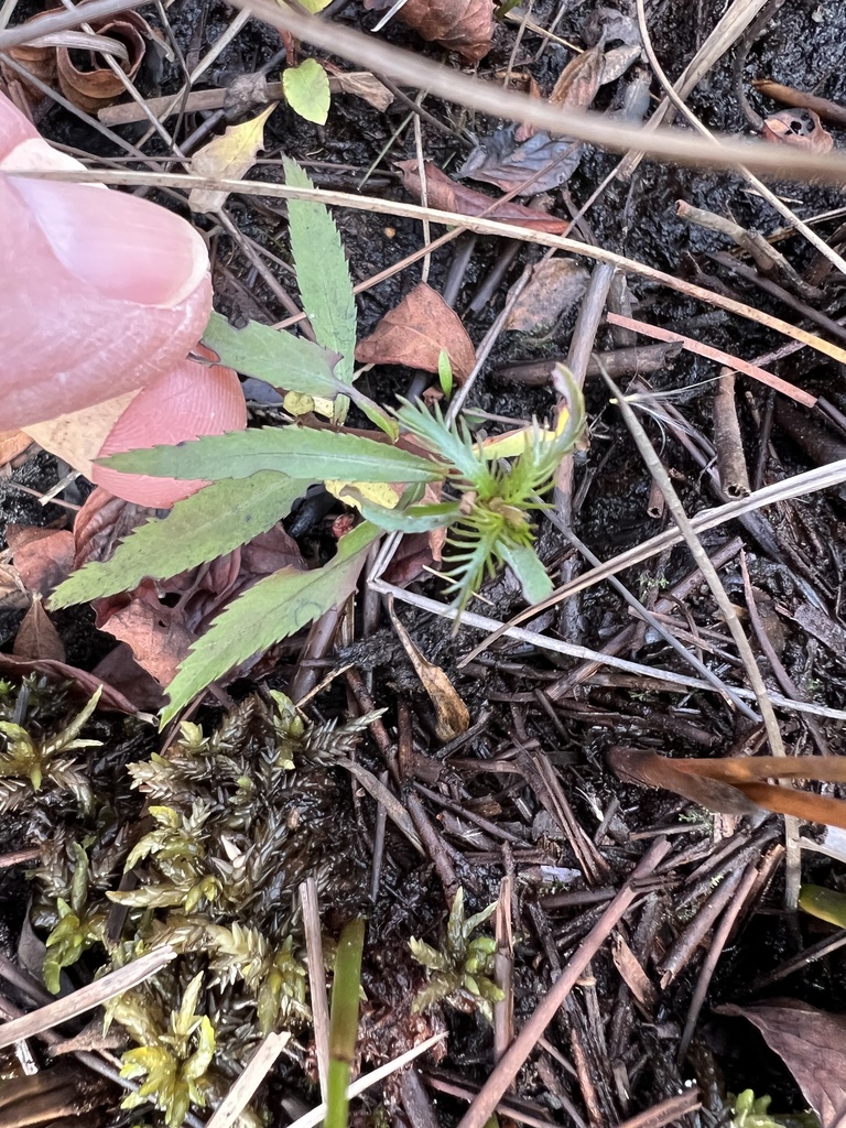 marsh mermaidweed from Martha's Vineyard, Aquinnah, MA, US on October ...