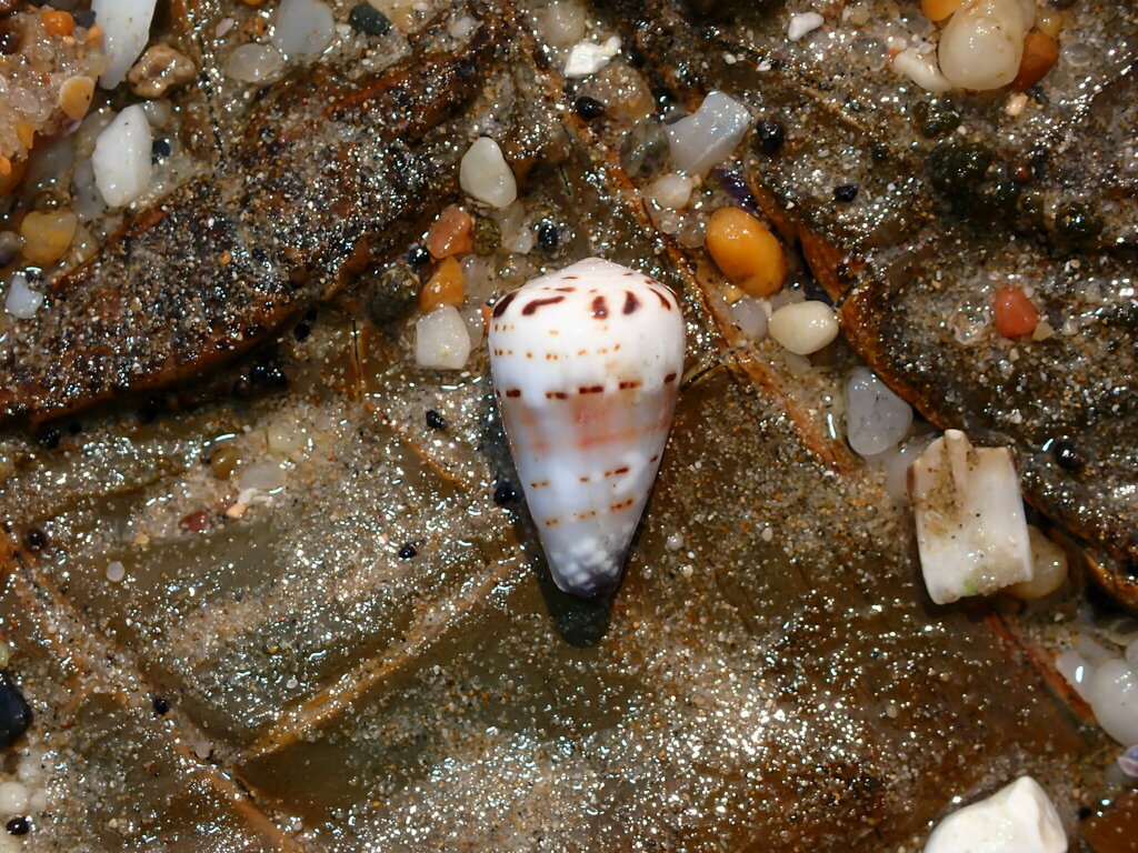 Music Cone from Barcoongere NSW 2460, Australia on October 31, 2023 at ...