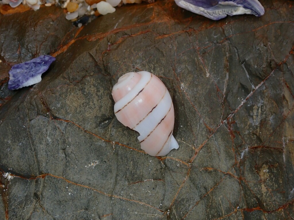 Pink Bubble Snail from Barcoongere NSW 2460, Australia on October 31 ...