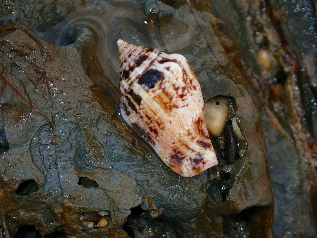 Variable Stromb from Barcoongere NSW 2460, Australia on October 31 ...