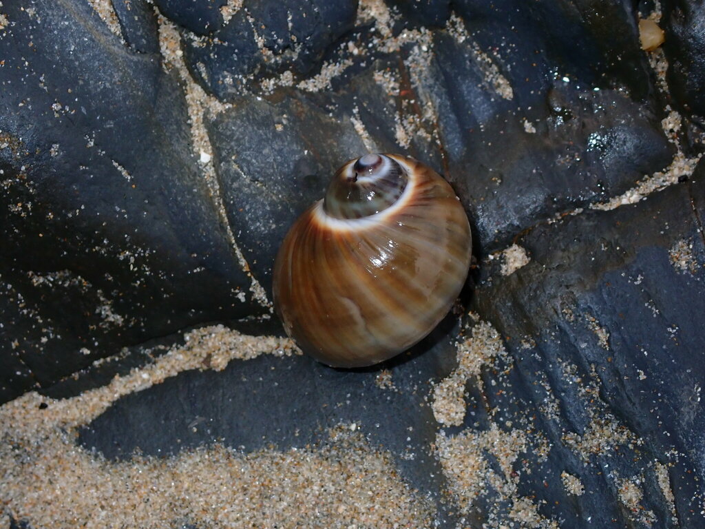 Spotted Sand Shell from Barcoongere NSW 2460, Australia on October 31 ...