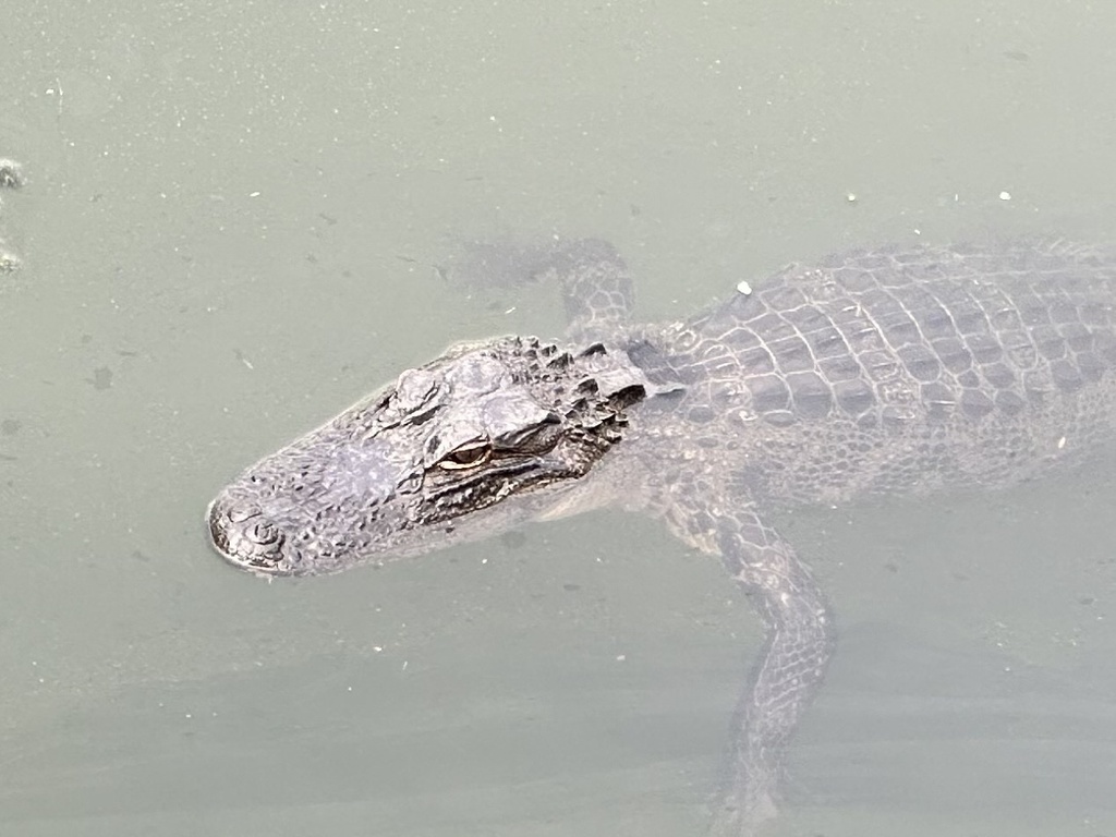 American Alligator from Club House Dr, Palm Coast, FL, US on October 31 ...