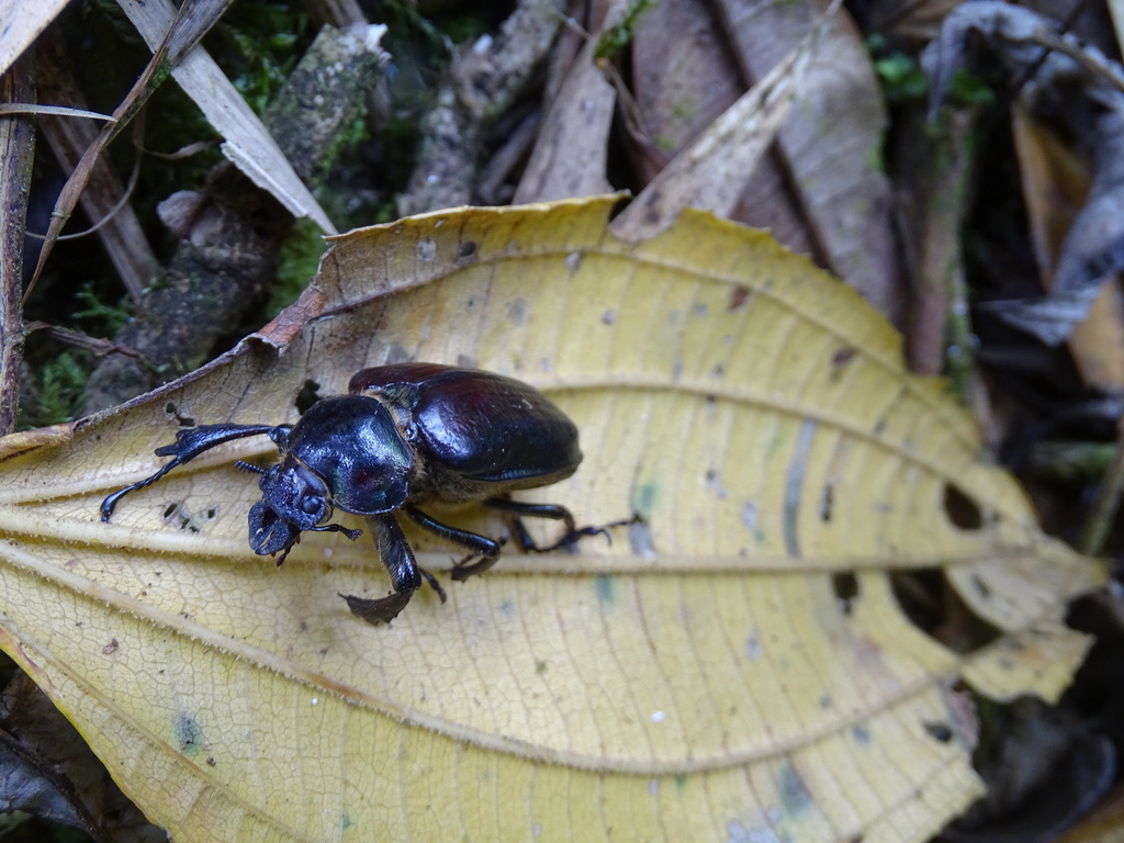 Sphaenognathus metallifer from Quijos, Ecuador on October 31, 2023 at ...
