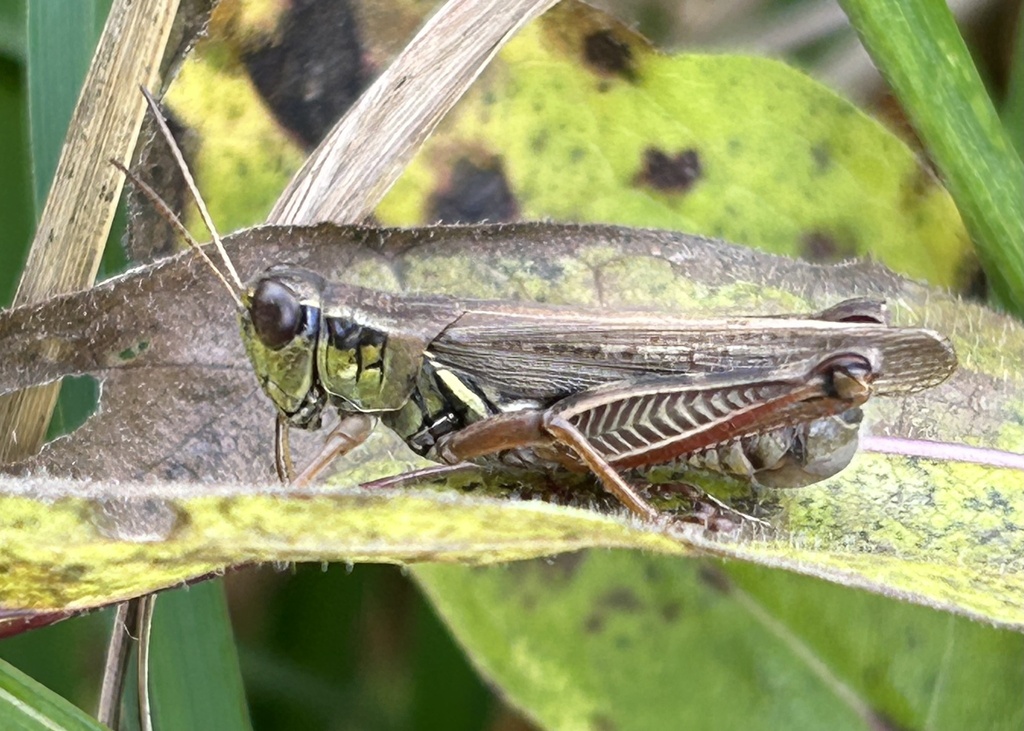 Red-legged Grasshopper in October 2023 by Marla Coppolino · iNaturalist