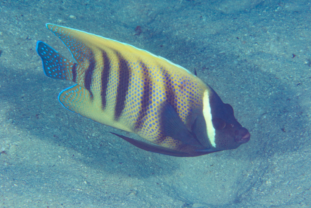 Sixband Angelfish from Cook, QLD, Australia on October 20, 2023 at 07: ...