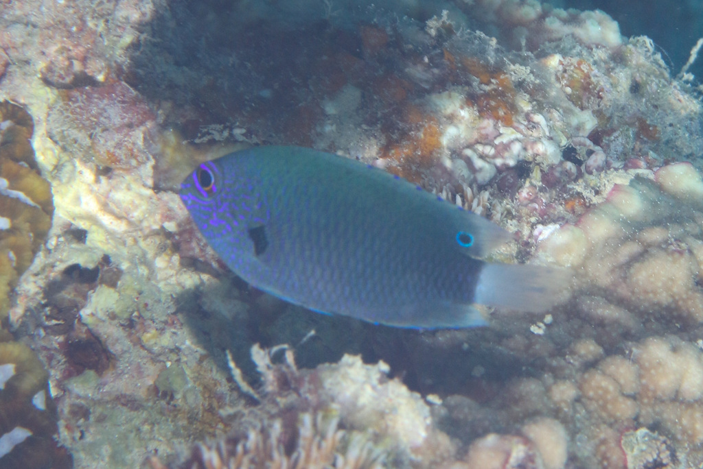 Blue-scribbled Damsel from Cook, QLD, Australia on October 20, 2023 at ...