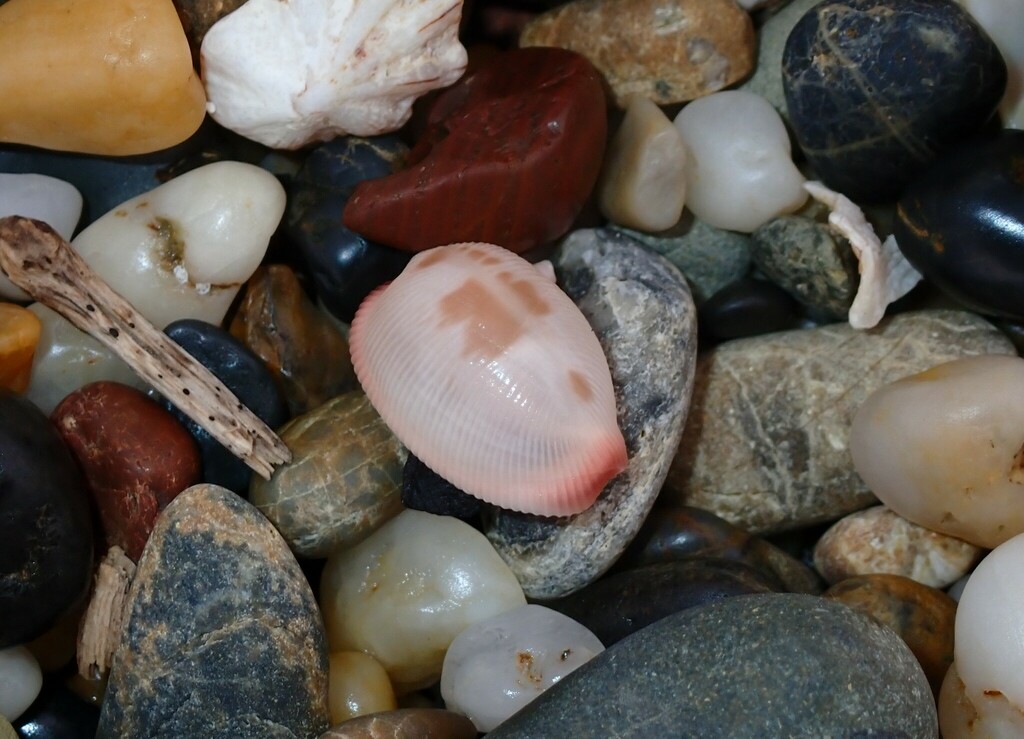 Common Southern Bean Cowry from Barcoongere NSW 2460, Australia on ...