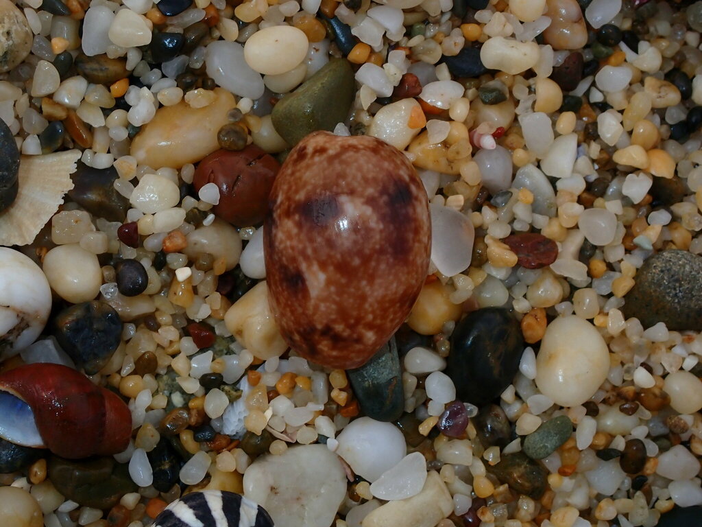 Bulla ampulla from Barcoongere NSW 2460, Australia on October 31, 2023 ...