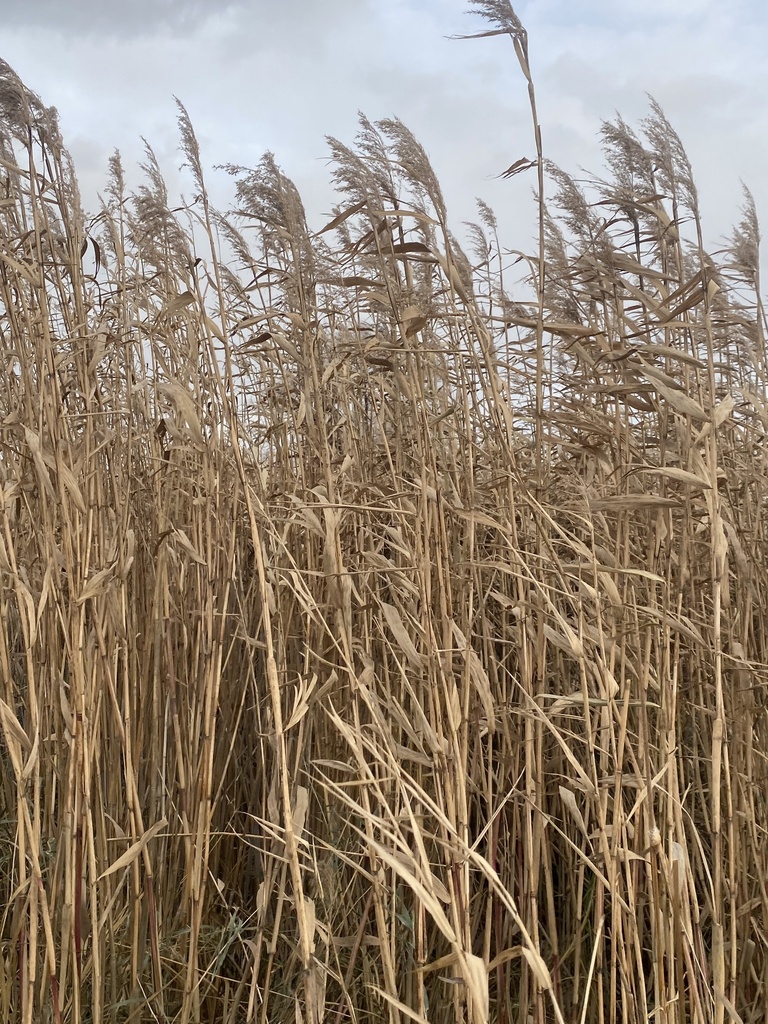 common reed from US-14 E, Brookings, SD, US on October 30, 2023 at 05: ...