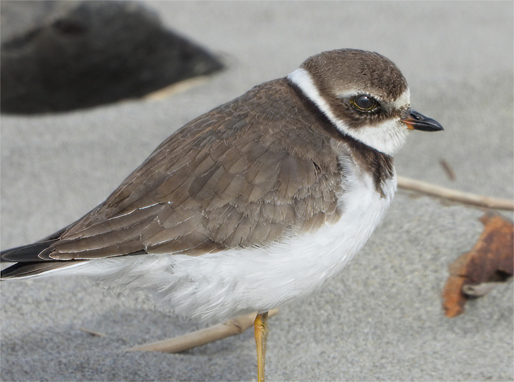 Semipalmated Plover from FSSP Columbia River Beach on October 31, 2023 ...