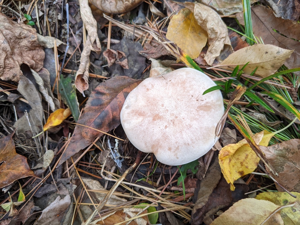Flowery Blewit from Bloomer Park on October 31, 2023 at 01:07 PM by ...