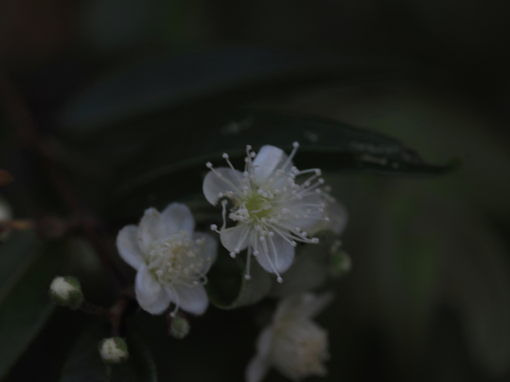 Midgen Berry from Central station, K'gari QLD 4581, Australia on ...