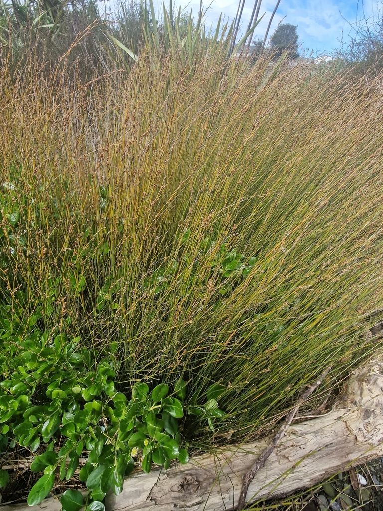 Jointed rush from Hutt Park - Seaview Road, Seaview, Lower Hutt 5010 ...