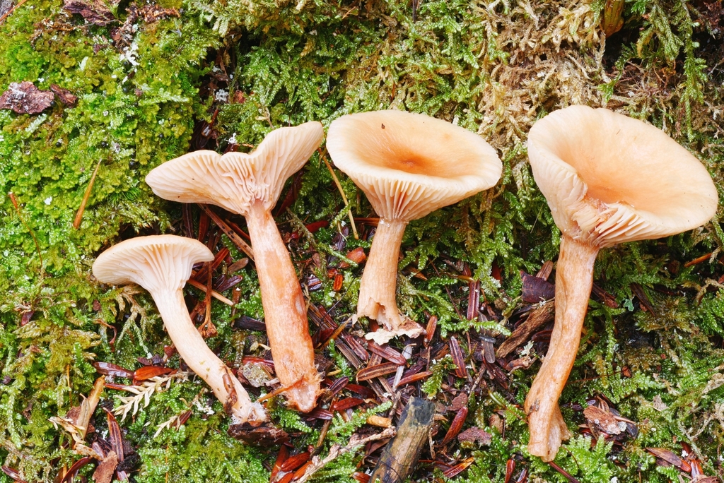 Birch Milkcap from Monroe County, PA, USA on October 18, 2023 at 10:30 ...