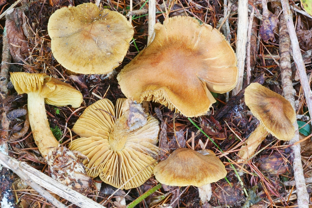 Webcaps from Monroe County, PA, USA on October 18, 2023 at 02:05 PM by ...