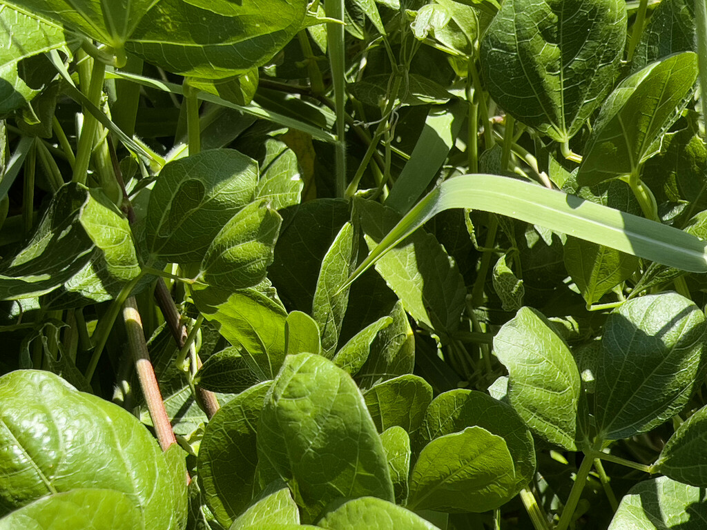 beach pea from Sunshine Coast QLD, Australia on October 30, 2023 at 12: ...