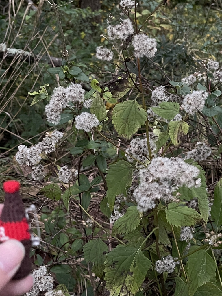 white snakeroot from 美国新泽西州皮斯卡特维邮政编码: 08854 on October 31, 2023 at 09: ...