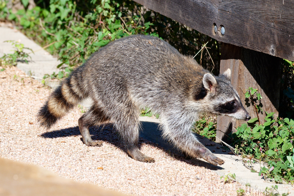 Common Raccoon from N Bowman Springs Rd, Arlington, TX, US on October ...
