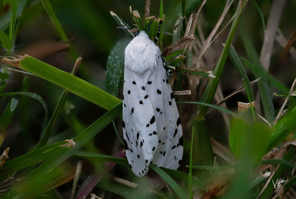 Salt Marsh Moth from Rio Vista Ave, New Orleans, LA, US on October 30 ...