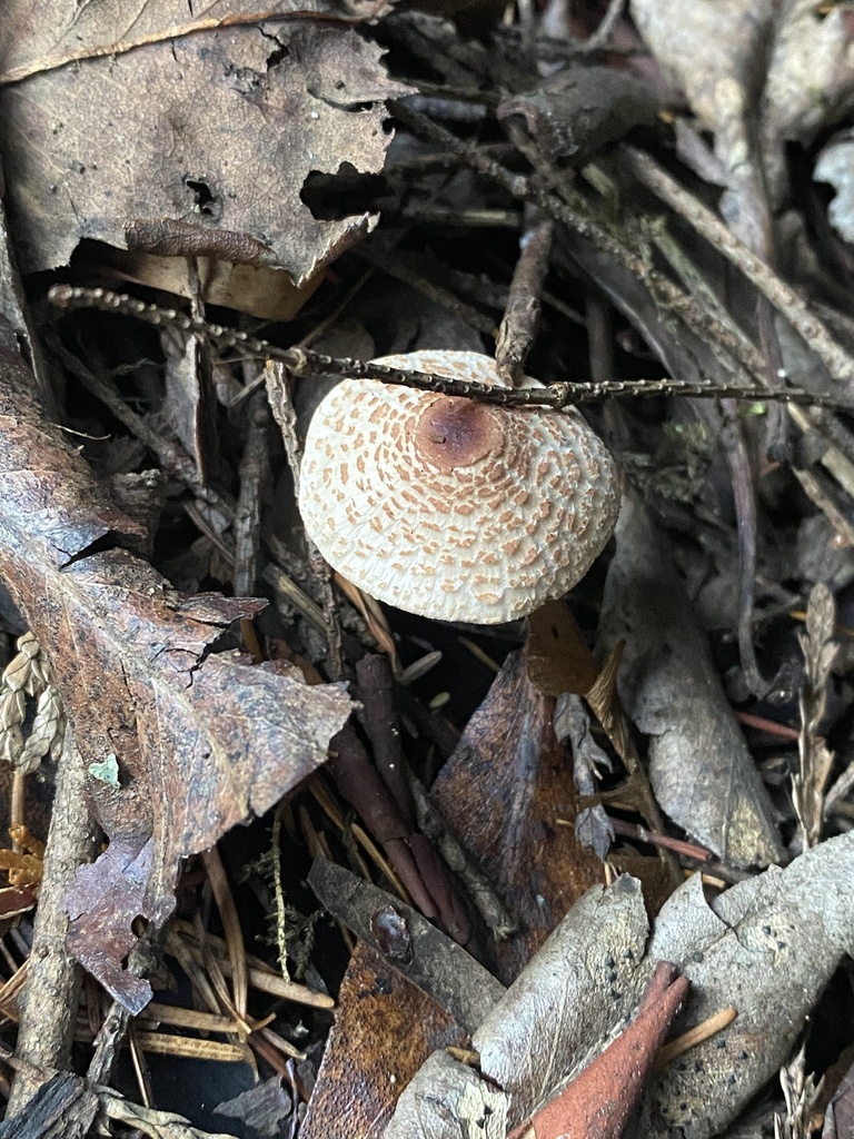 Stinking Dapperling from Cordova Bay Rd, Saanich, BC, CA on October 31 ...