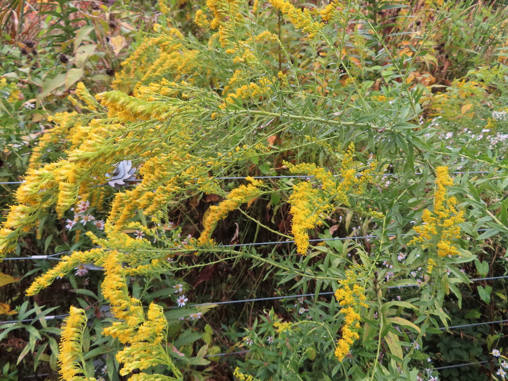 late goldenrod from Brooklyn Heights, Brooklyn, NY, USA on October 30 ...