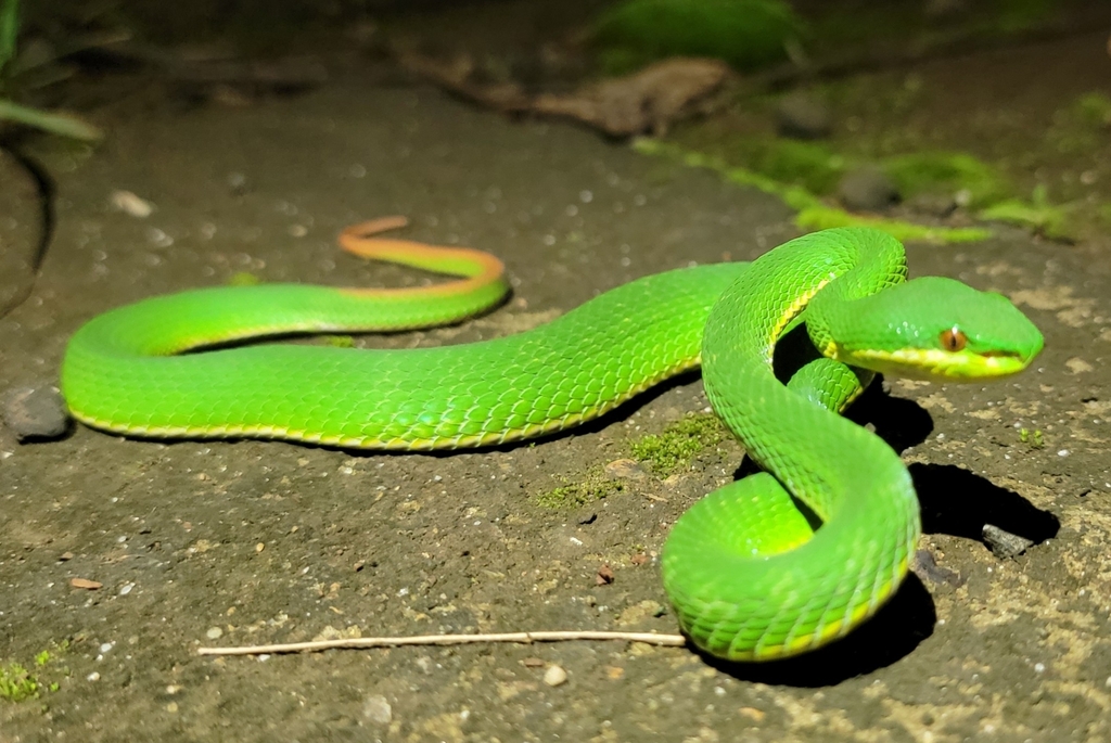 White-lipped Pit Viper from Haikou, CN-HA, CN on October 31, 2023 at 11 ...