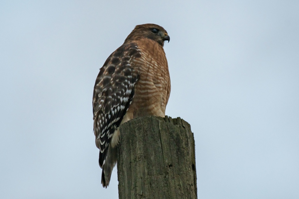 Red-shouldered Hawk from Lakeview Dr, Kent, OH, US on October 31, 2023 ...