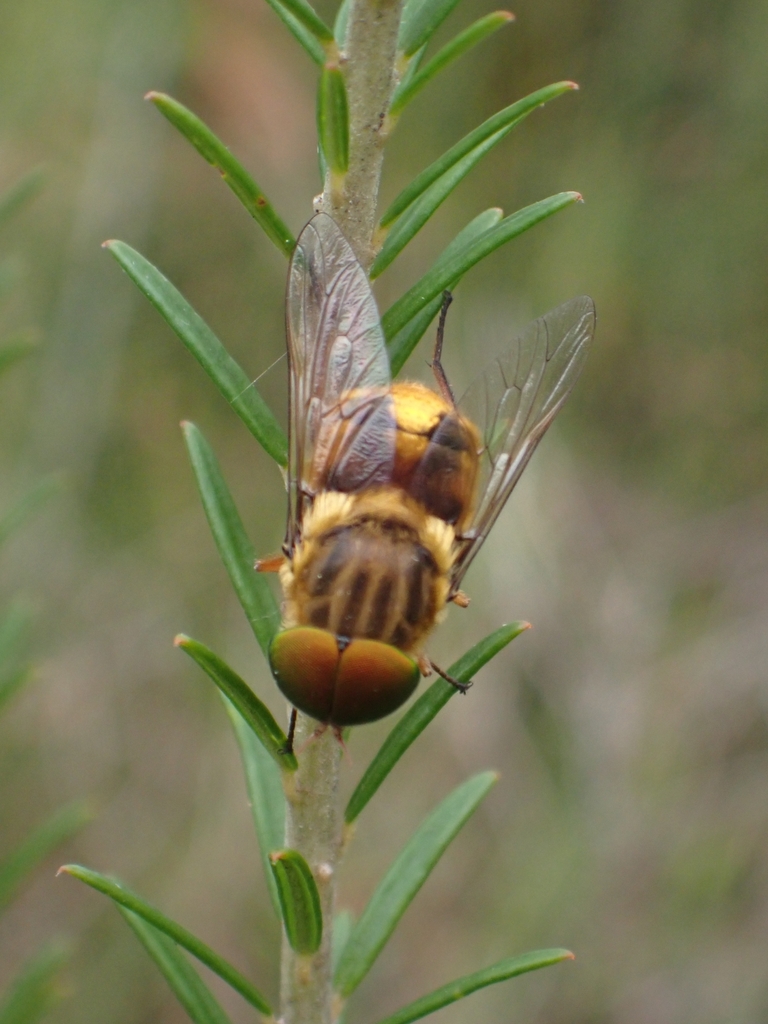 Bush Flies in November 2023 by Michelle Colpus · iNaturalist