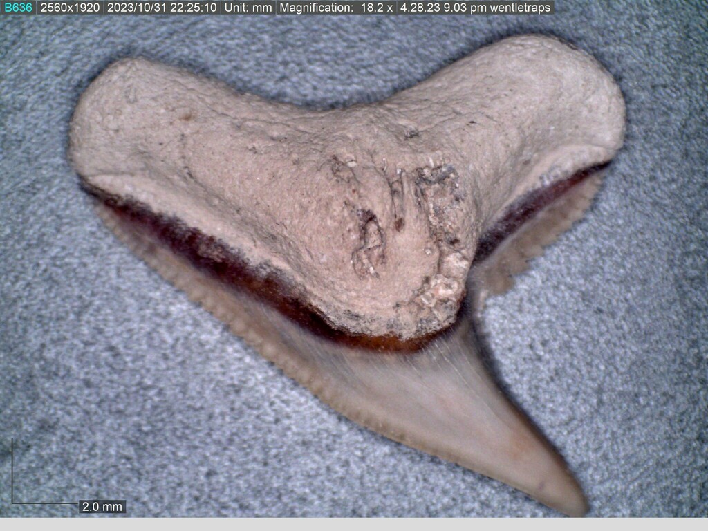 Ground Sharks in October 2023 by marburg72 · iNaturalist