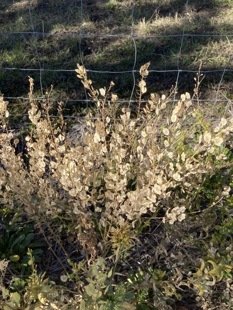 field penny-cress from Foothills County, AB, Canada on October 8, 2023 ...