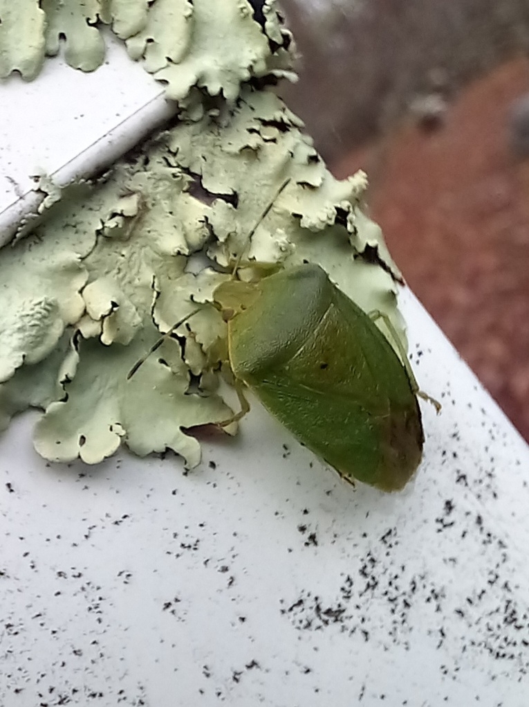 Green Stink Bug from Monterey, VA 24465, USA on October 31, 2023 at 03: ...