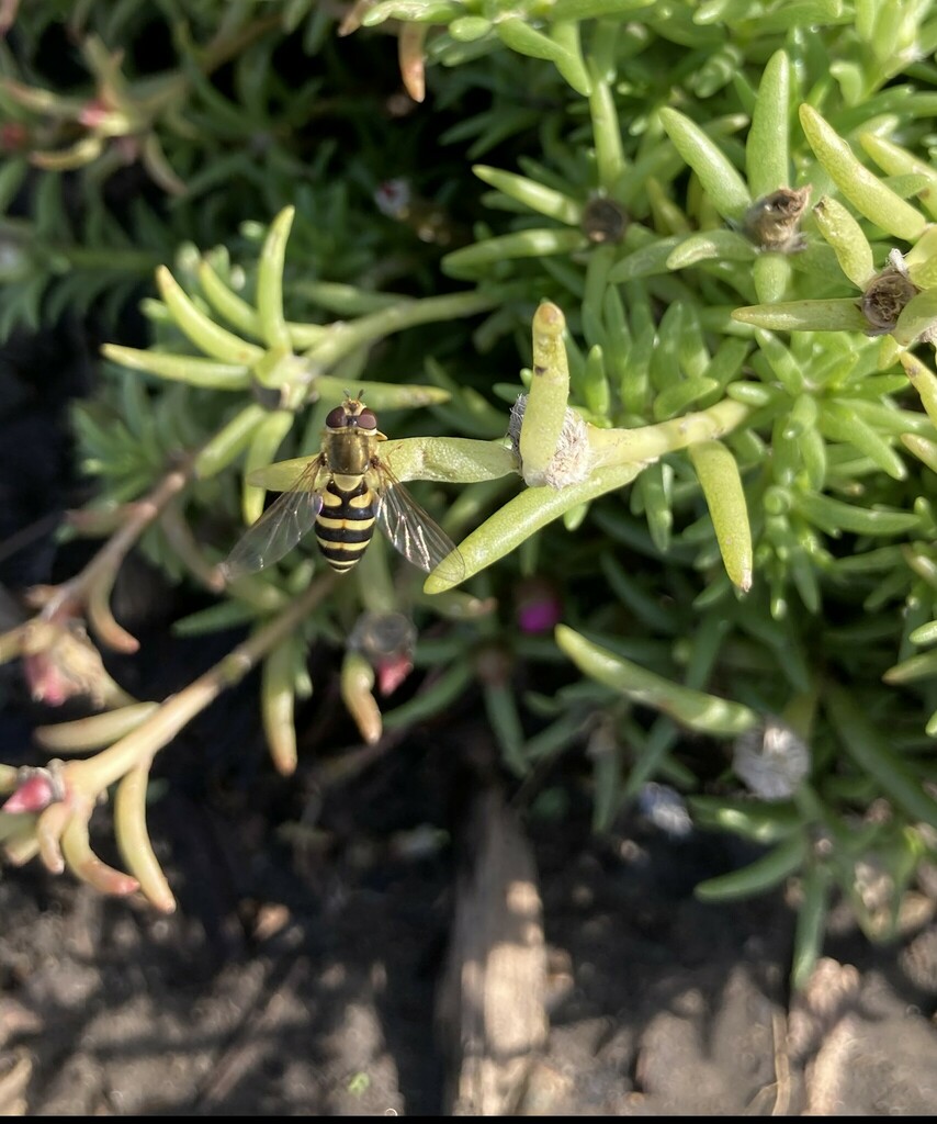 Common Flower Flies from Calgary, AB, Canada on September 7, 2023 at 04 ...