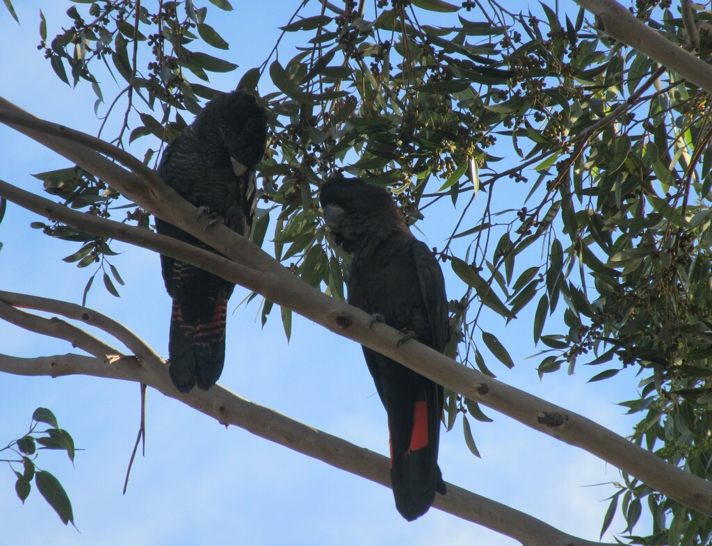 Forest Red-tailed Black-Cockatoo in October 2023 by Russell Palmer. 3 ...