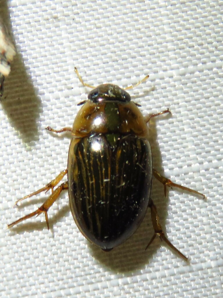 Tropisternus collaris mexicanus from Timberlake Biological Field ...