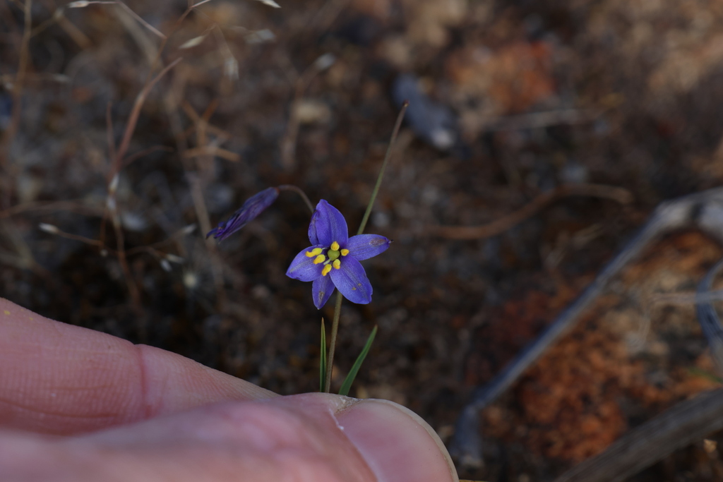 nodding blue lily from Bremer Bay WA 6338, Australia on October 19 ...