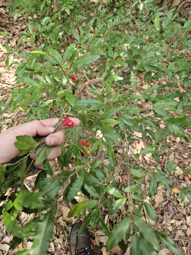 Small-leaved plane from Cornubia QLD 4130, Australia on November 1 ...