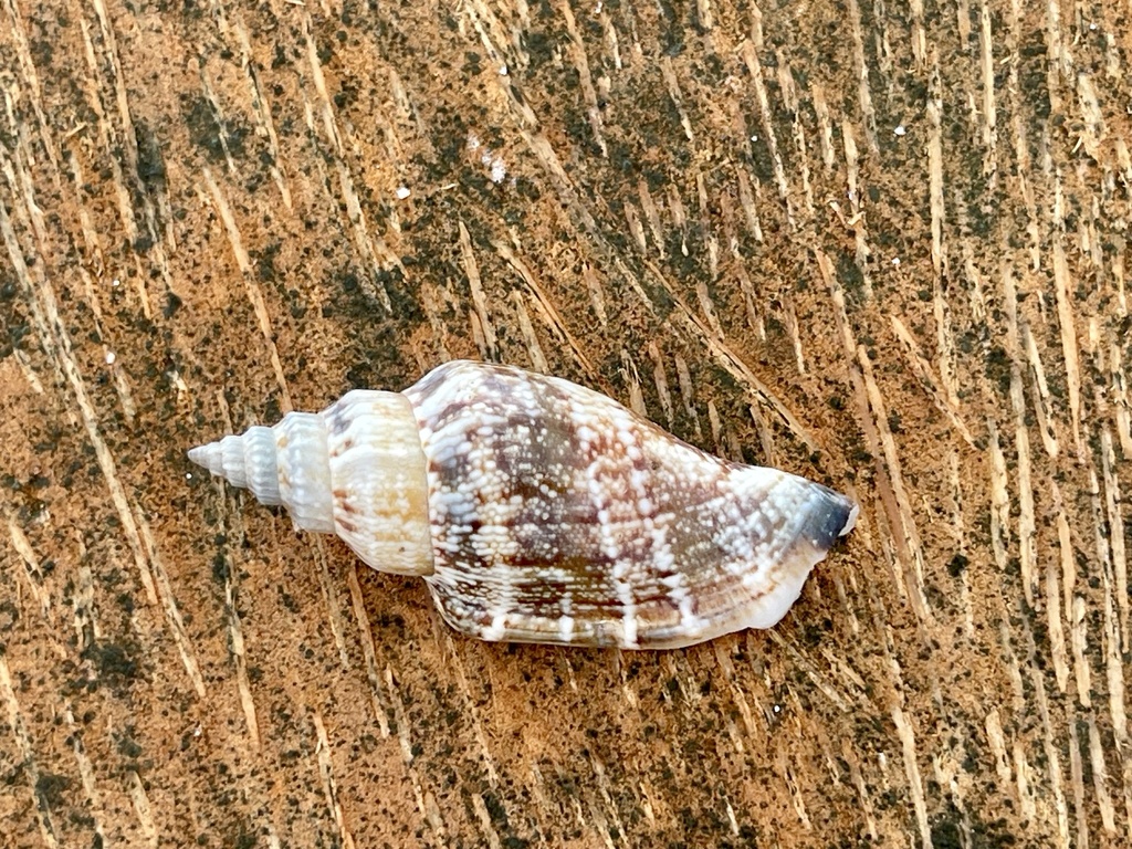 Little Bear Conch from biri la rosa, Biri, Northern Samar, PH on ...