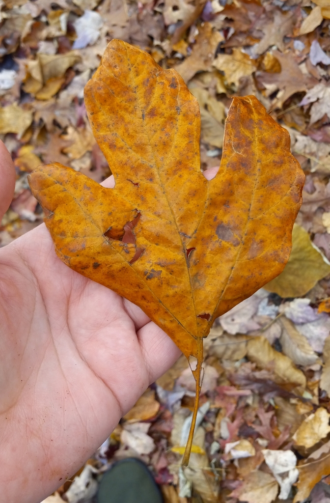 sassafras from Monterey, VA 24465, USA on October 31, 2023 at 03:29 PM ...