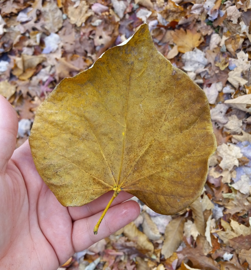 striped maple from Monterey, VA 24465, USA on October 31, 2023 at 03:29 ...