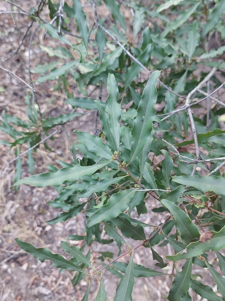Magic Gwarrie from Mabote, Mozambique on August 19, 2023 at 03:52 PM by ...