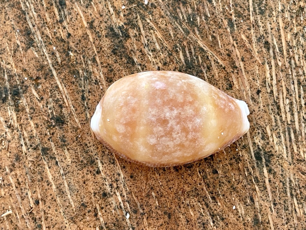 Calf Cowry from Philippine Sea, Biri, Northern Samar, PH on November 1 ...