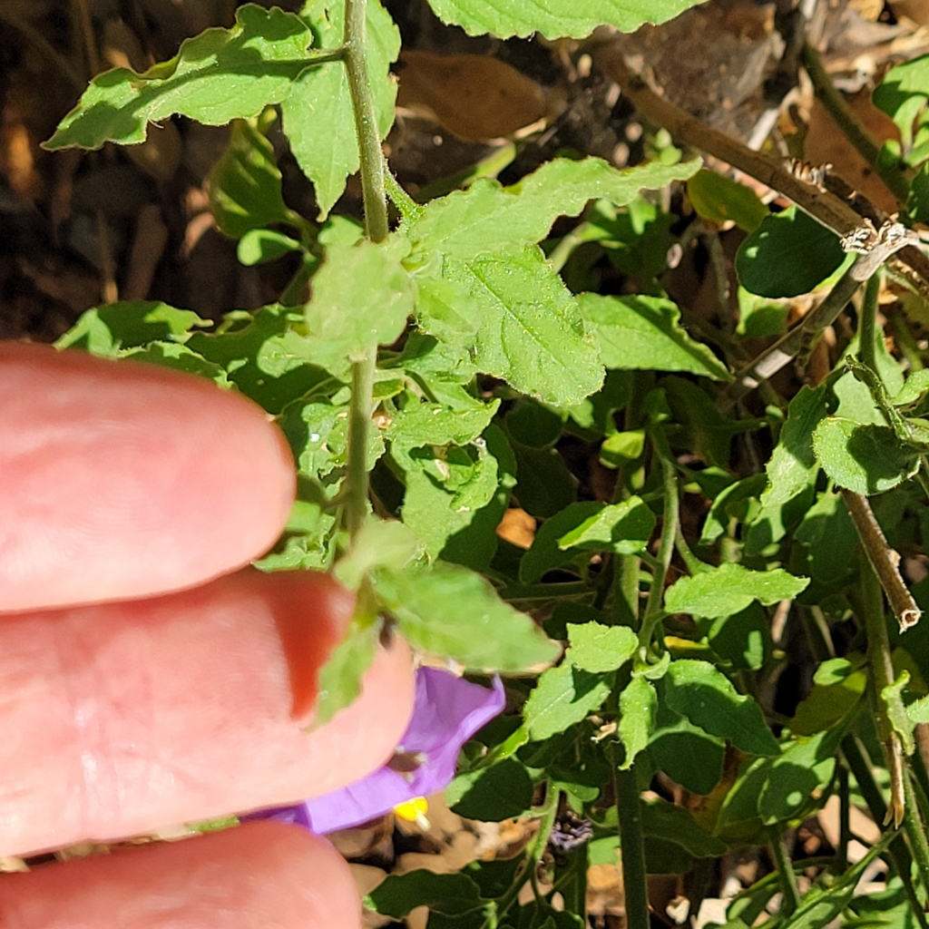 purple nightshade from Mt Baldy, CA 91759, USA on October 28, 2023 at ...