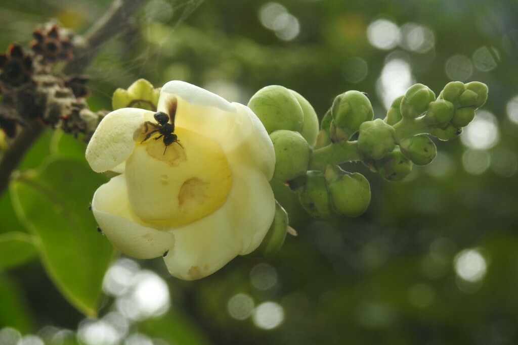 Lecythis minor from Tela, Honduras on October 31, 2023 at 10:42 AM by ...