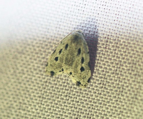 Aemene tripunctata · iNaturalist